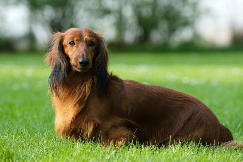 Der Dackel / Teckel - Dackel.de