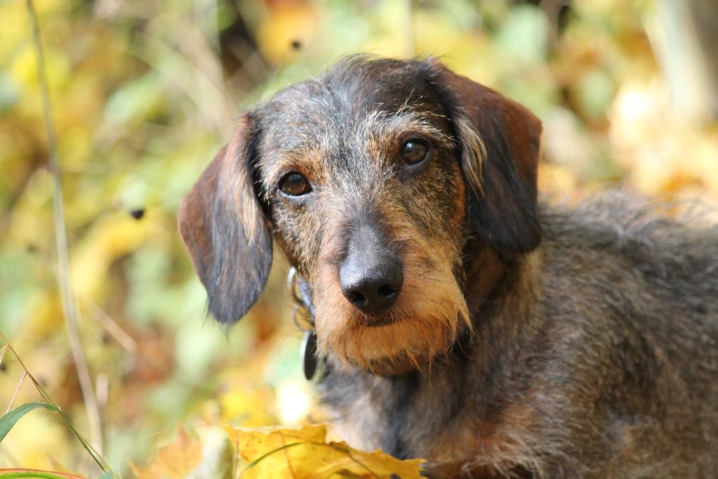 Rauhaardackel - Dackel.de